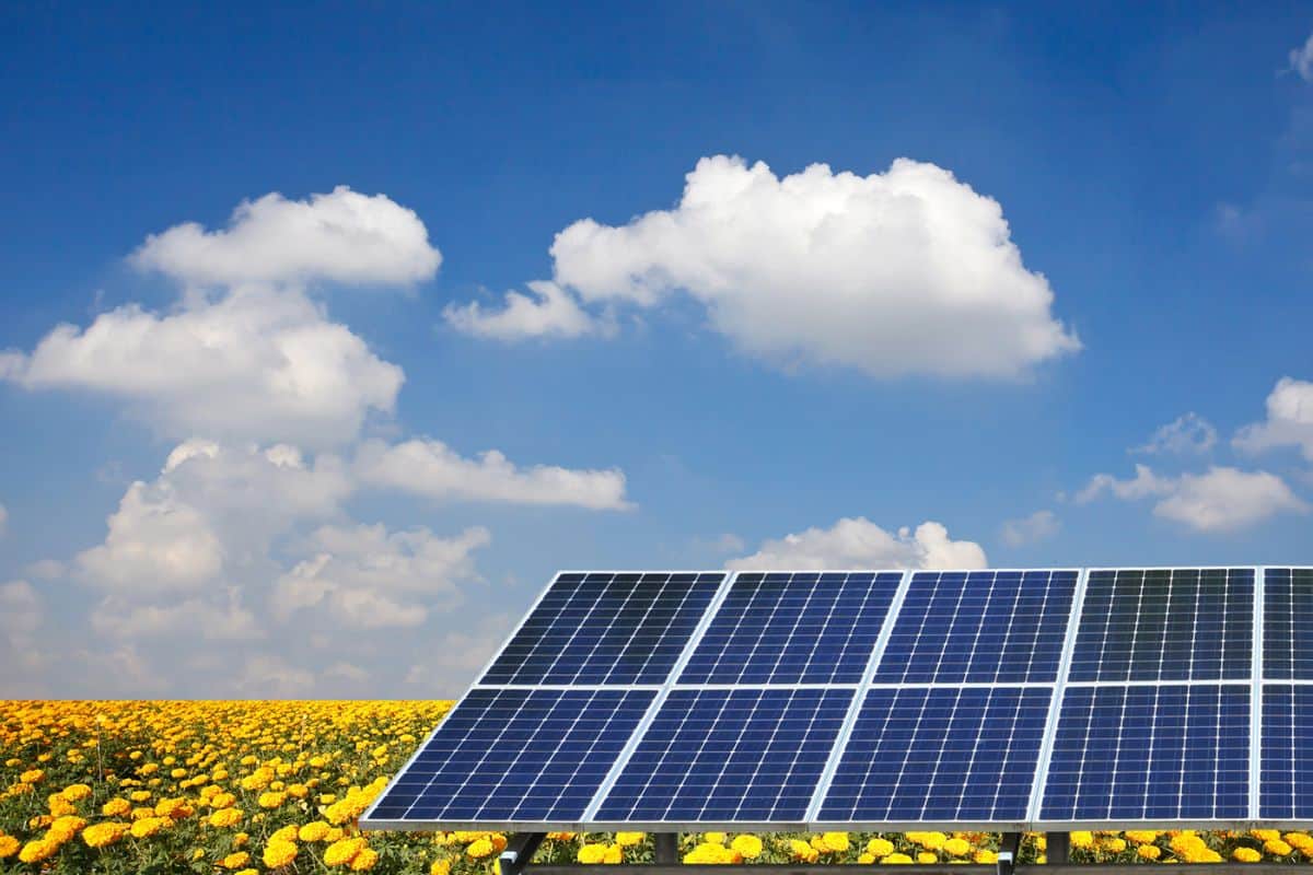 Impianto Agrivoltaico: La Guida Completa Per La Sua Realizzazione!