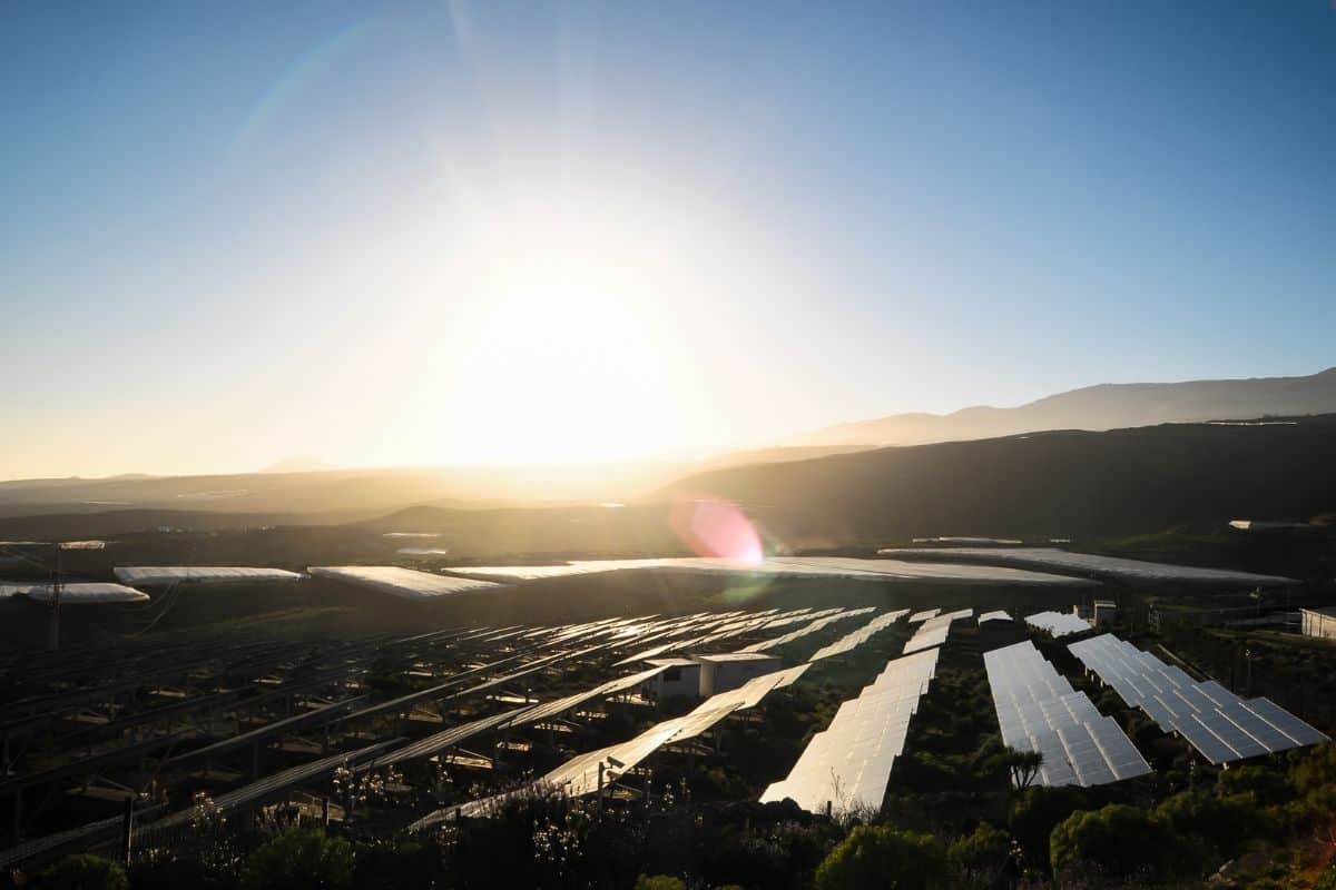 Uliveto Agrivoltaico Del Lazio: Sostenibilità Tra Ulivi e Api