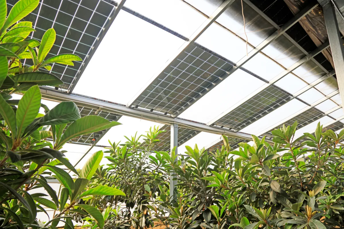 Venezia: All'Isola Delle Vignole Un Parco Fotovoltaico